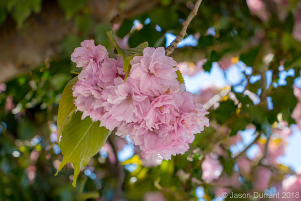 Jason Durrant Photographer - Nature