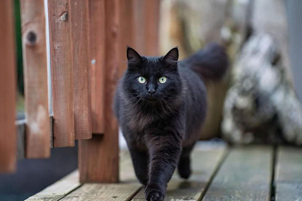 sit pretty cat sitting - Kitty Client Photos