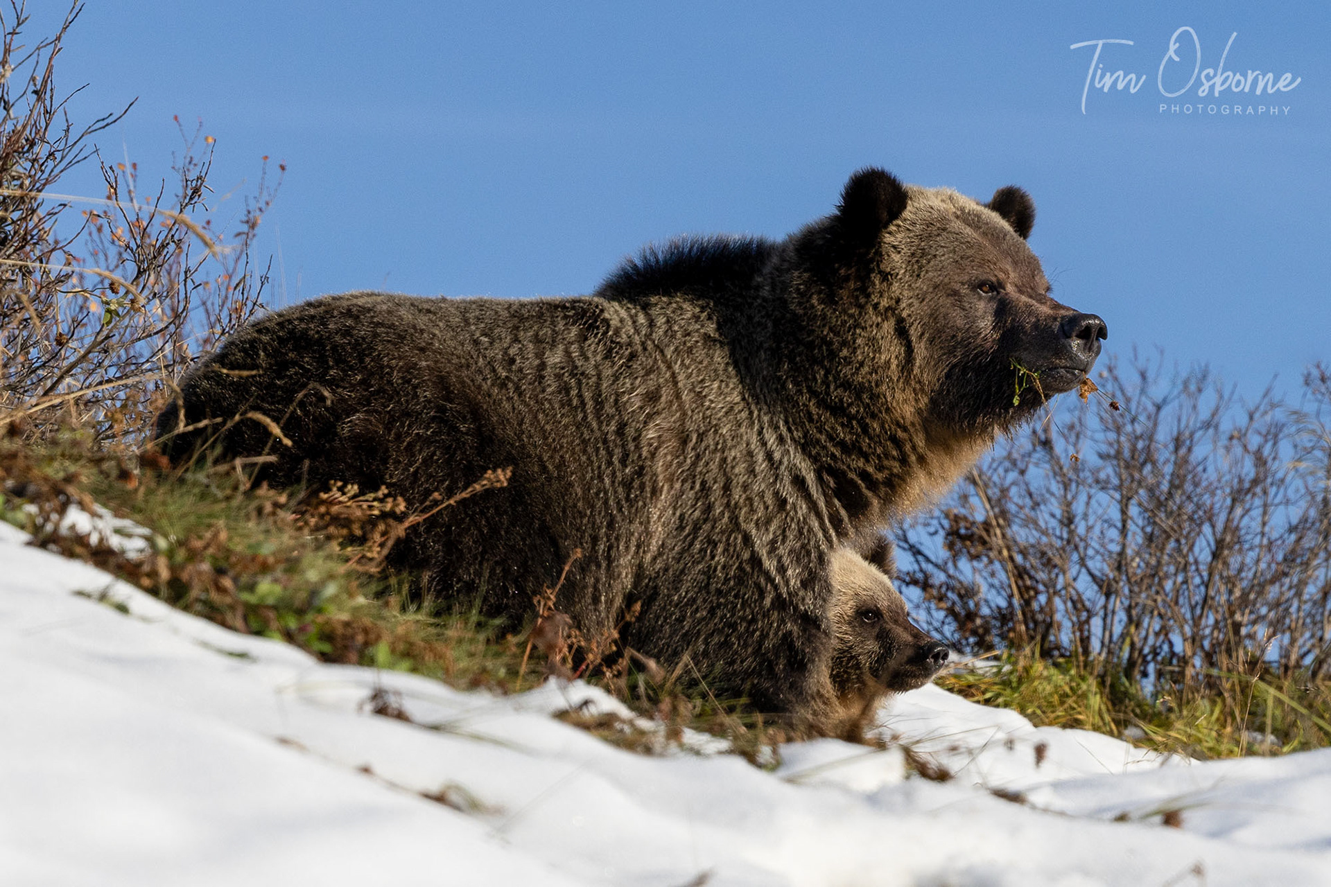 Tim Osborne Photography