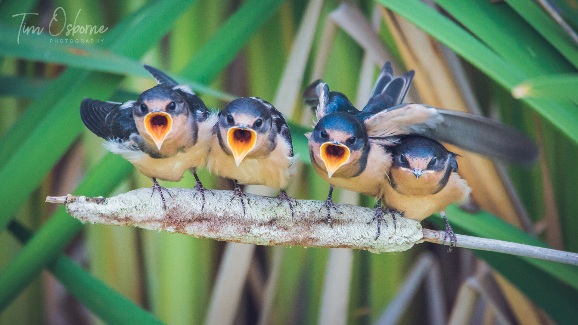 Tim Osborne Photography