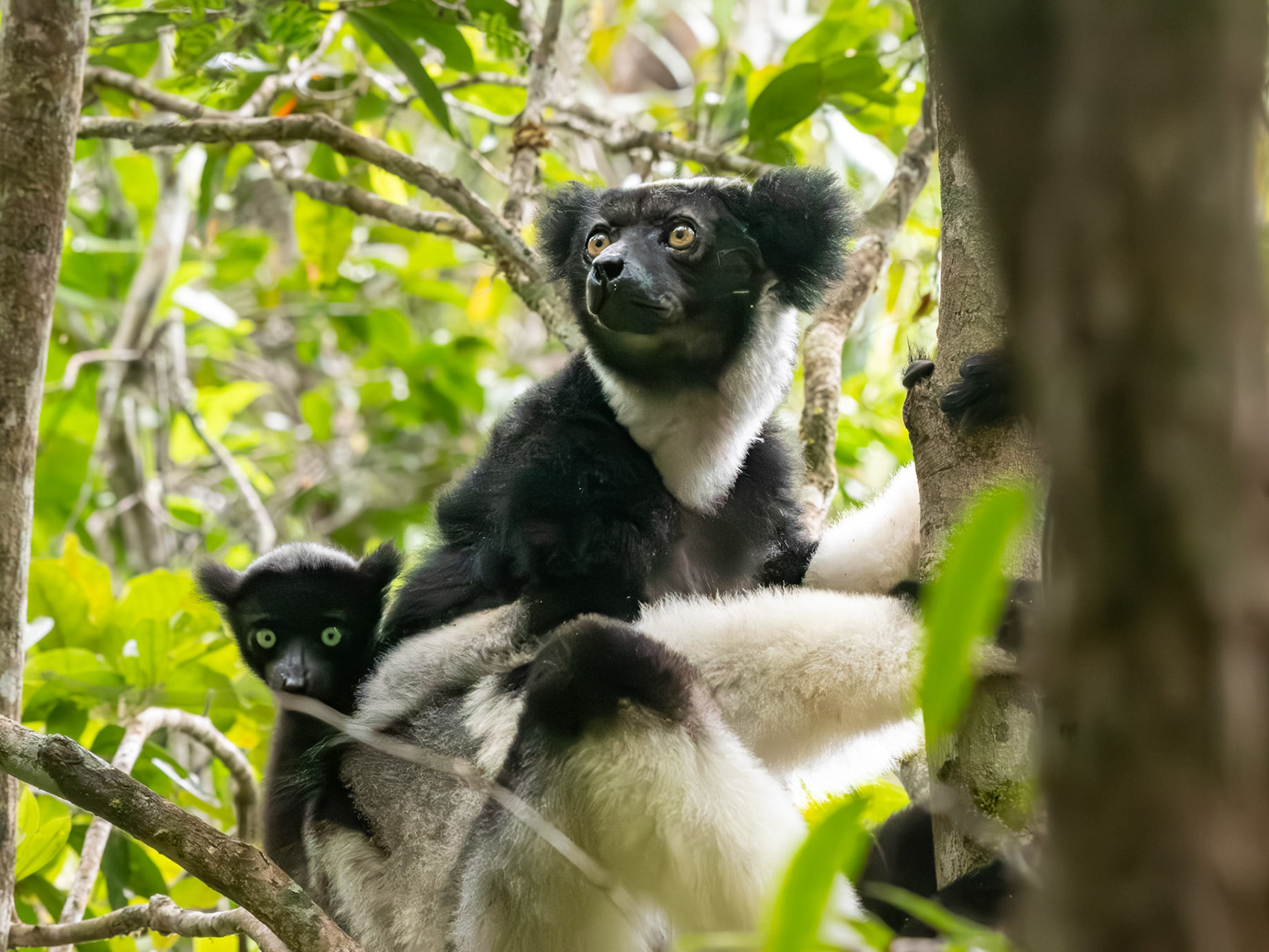 The Bug Hugger - Madagascar 2023: Evolution Gone Wild