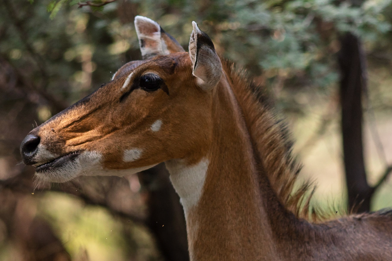 CREATIVE VIZ - Animals