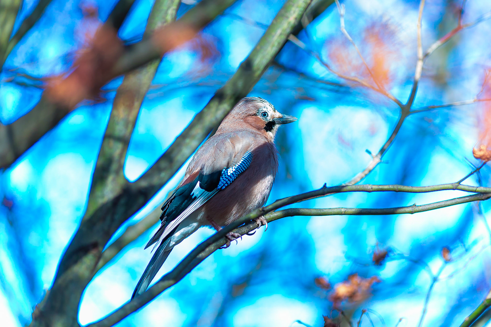 CREATIVE VIZ - Animals