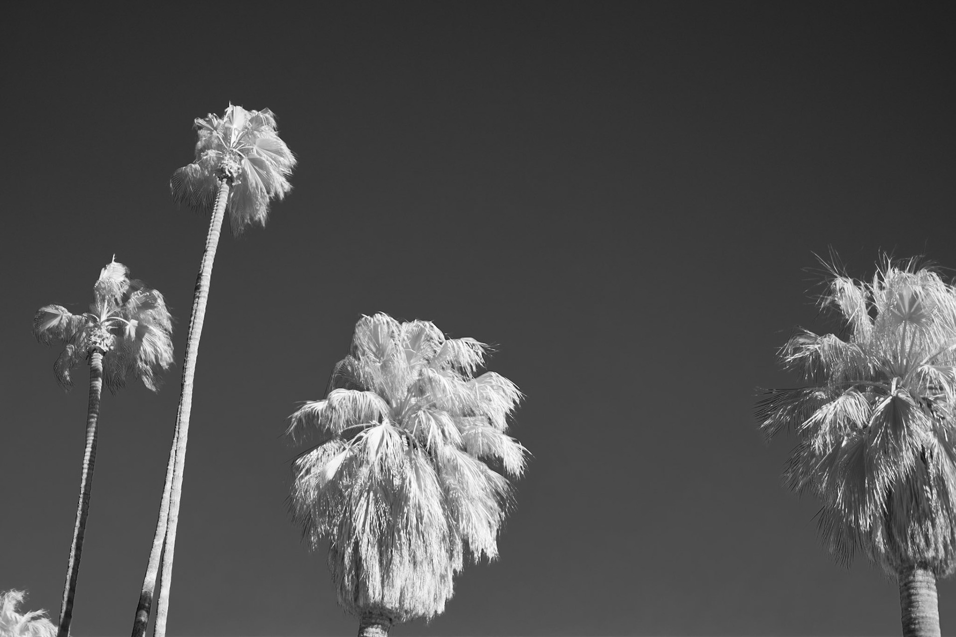 Decamp Visions Palm Trees