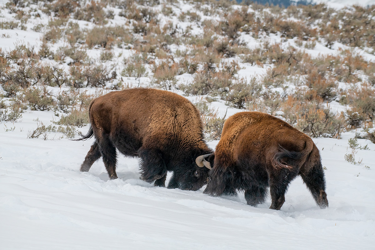 Dean Byrd Photography - Images from the Grand Tetons and Yellowstone