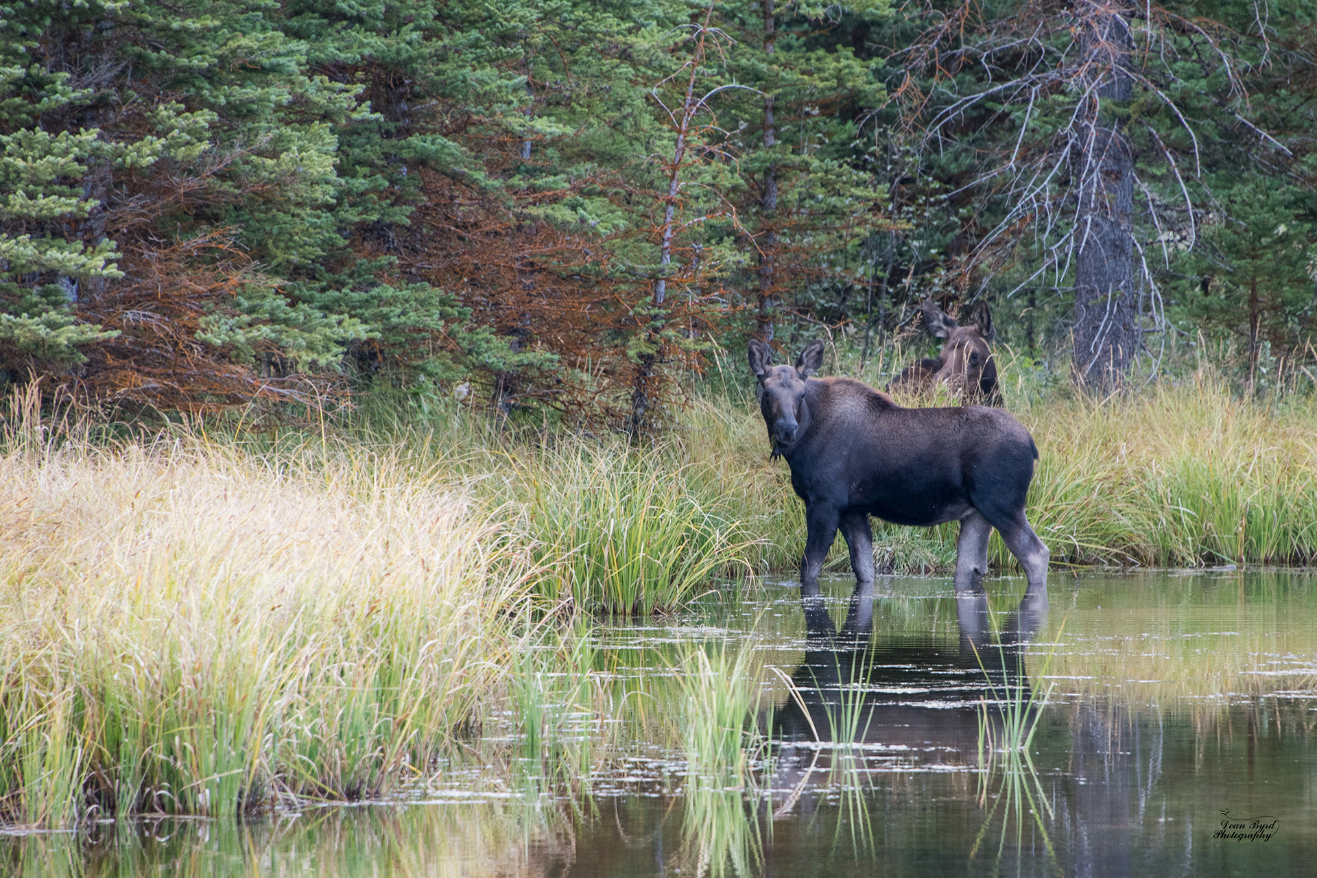 Dean Byrd Photography - Images of Wildlife