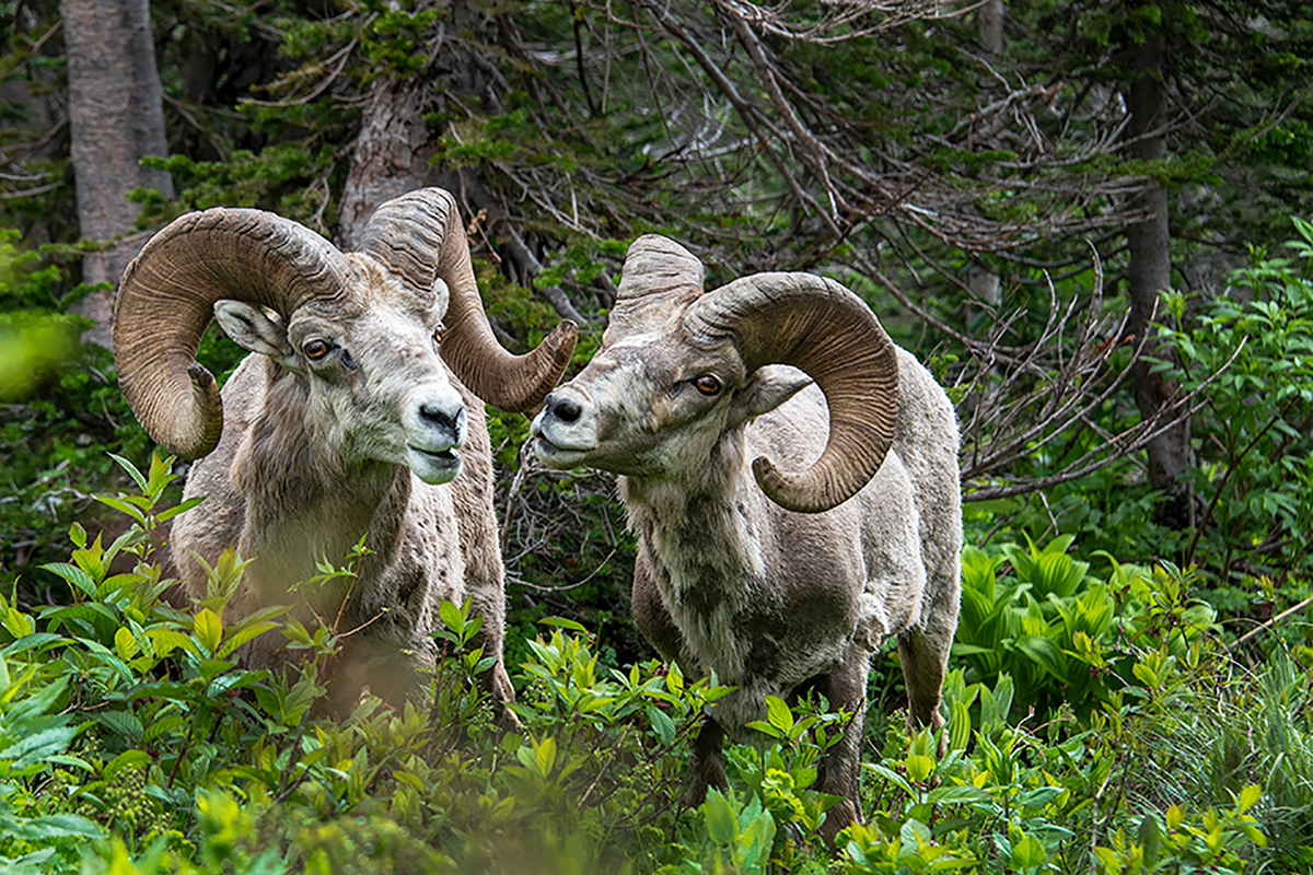 Dean Byrd Photography - Glacier National Park