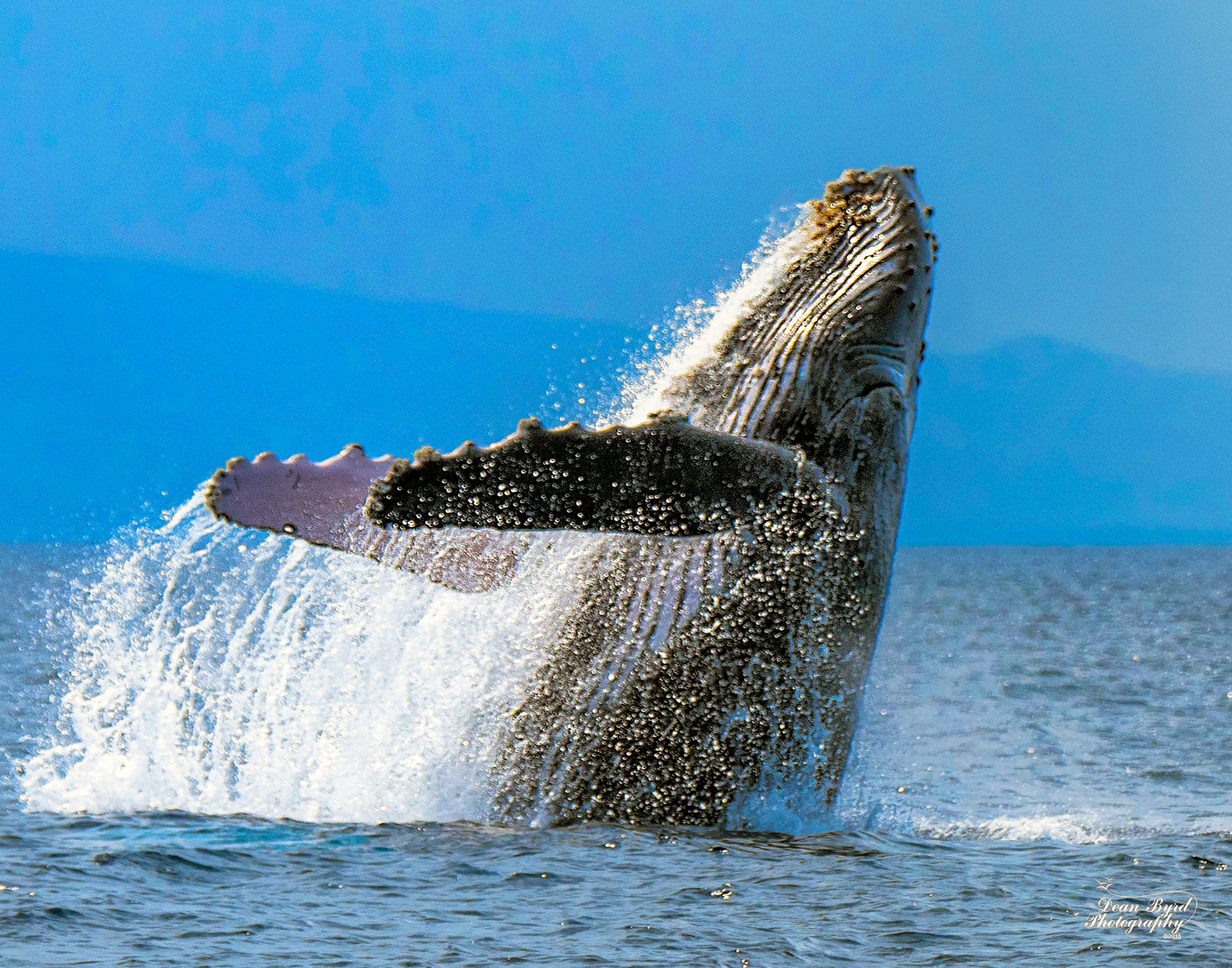 Dean Byrd Photography - Images of Wildlife