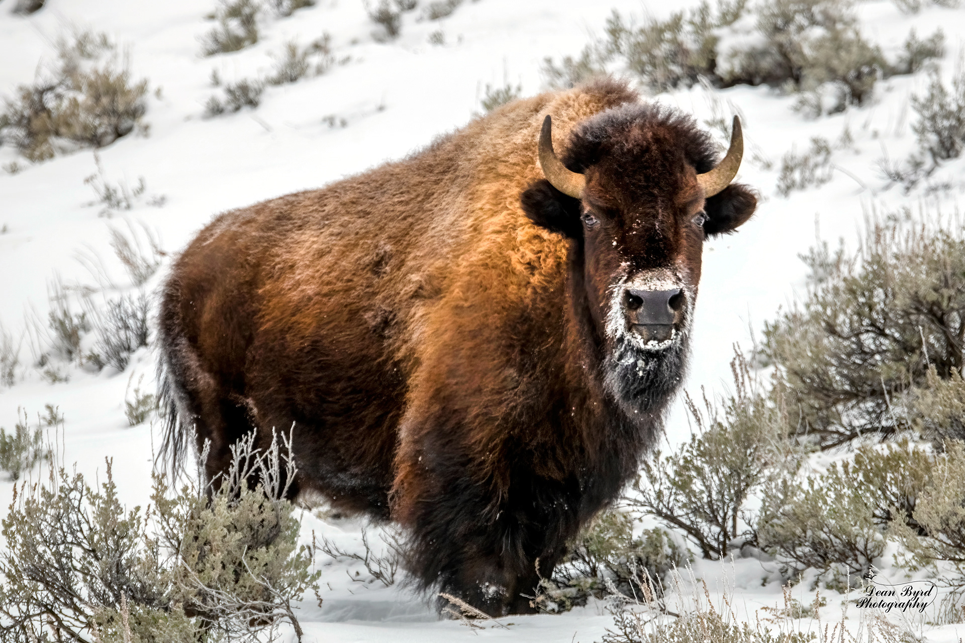 Dean Byrd Photography - Images from the Grand Tetons and Yellowstone