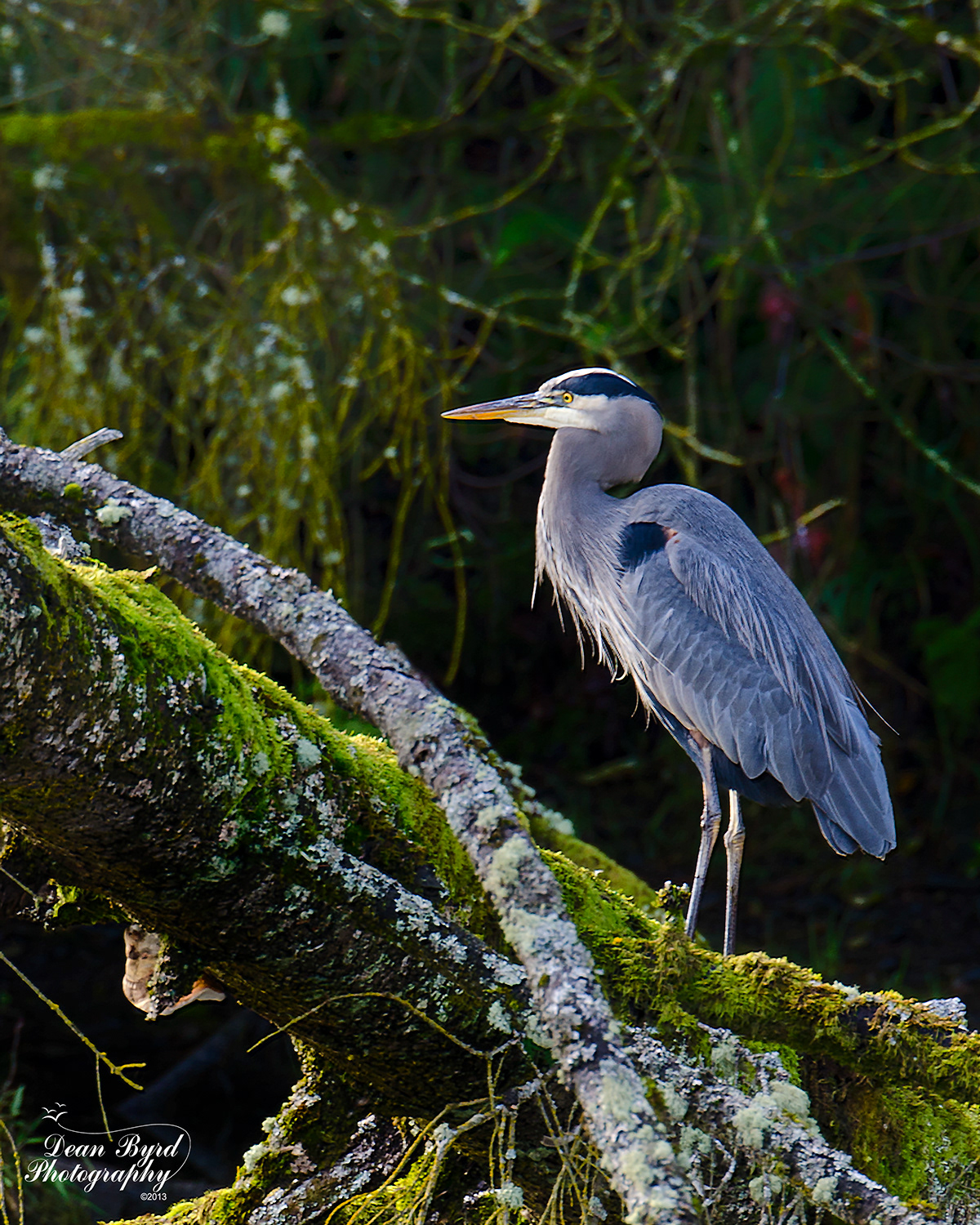 Dean Byrd Photography - Images of Wildlife