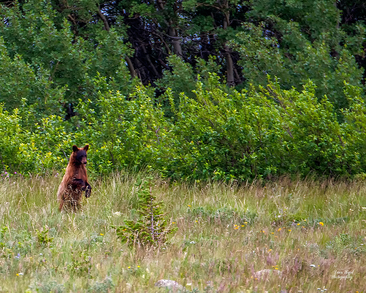 Dean Byrd Photography - Glacier National Park