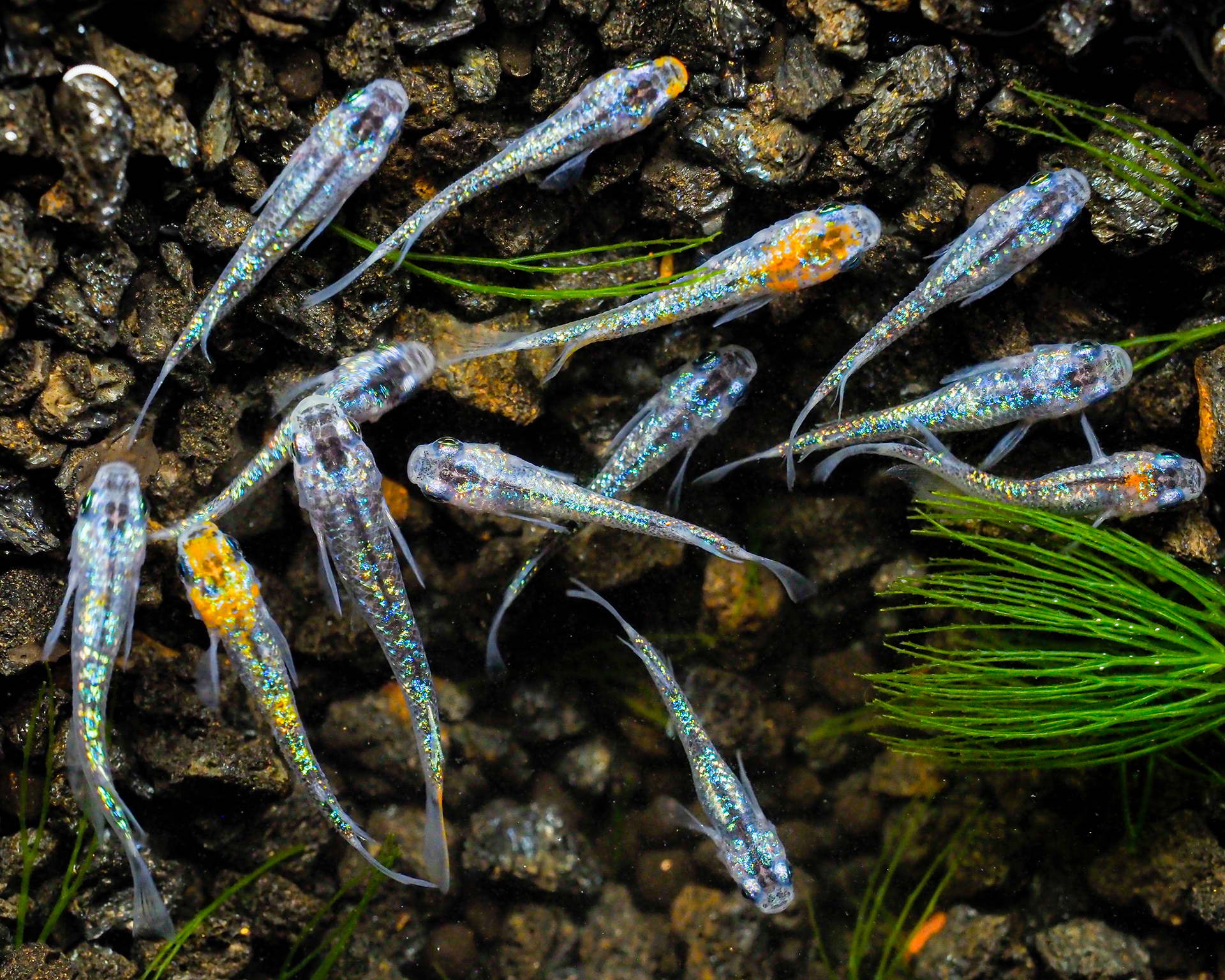 Betta Bros SG - Medaka