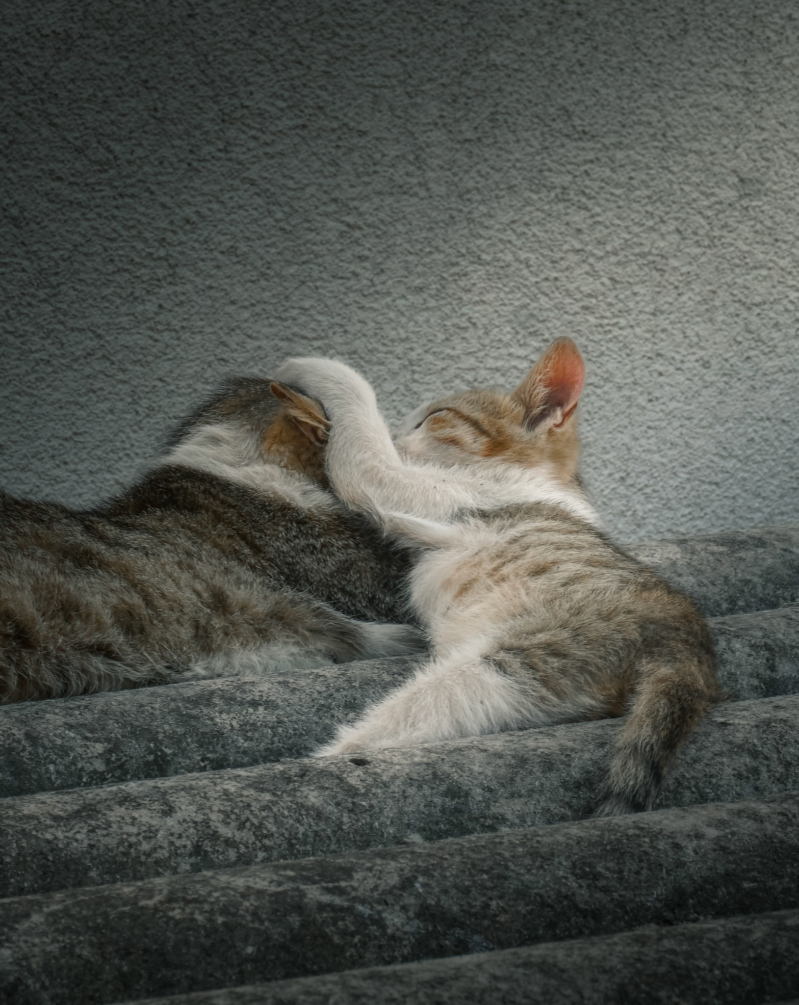 Arda Çelik | Photography - Animals