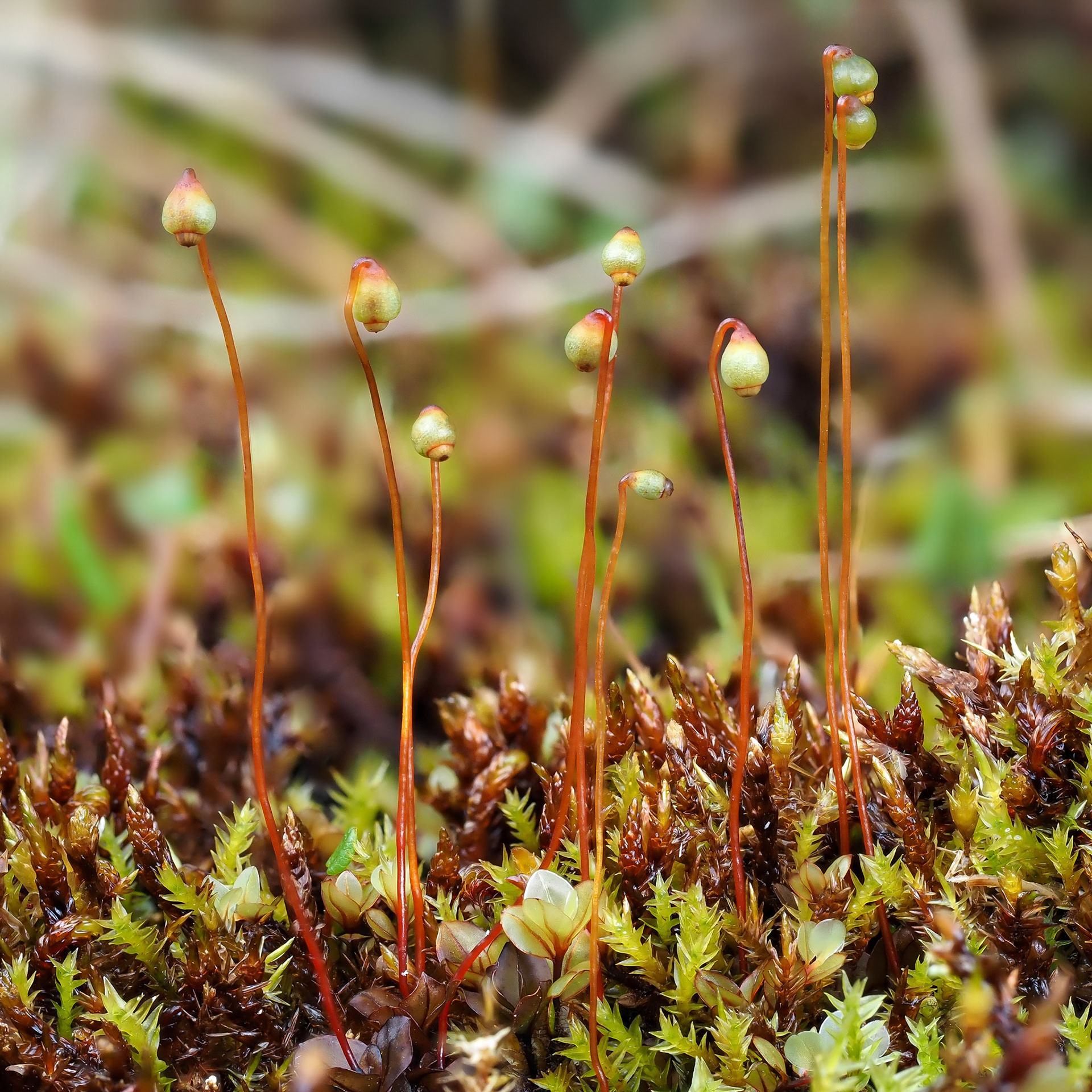 Bryophyte images by Des Callaghan - Iceland