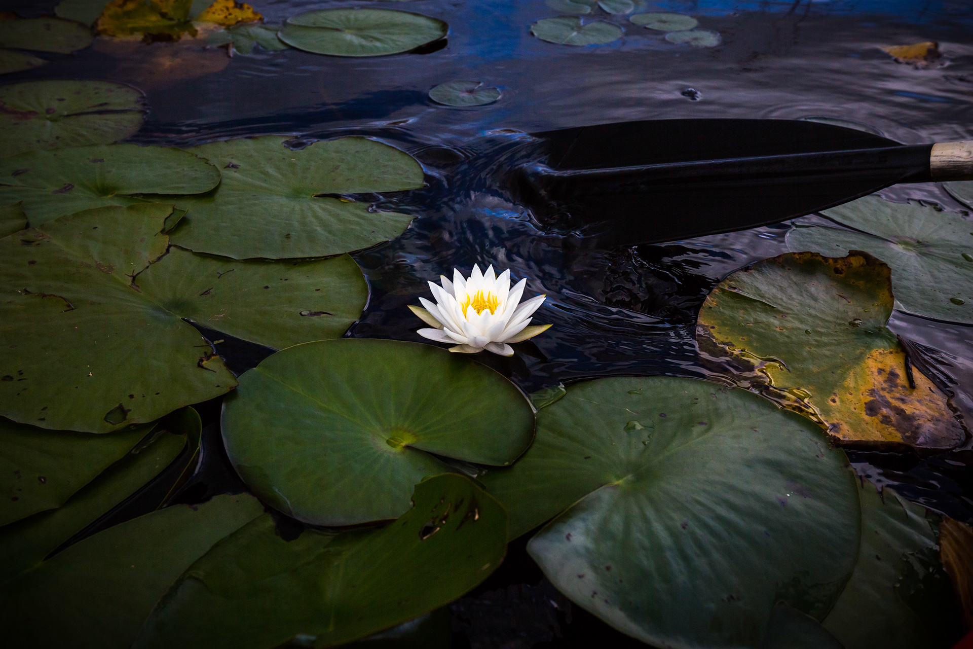 Chris Finlay - Ecology