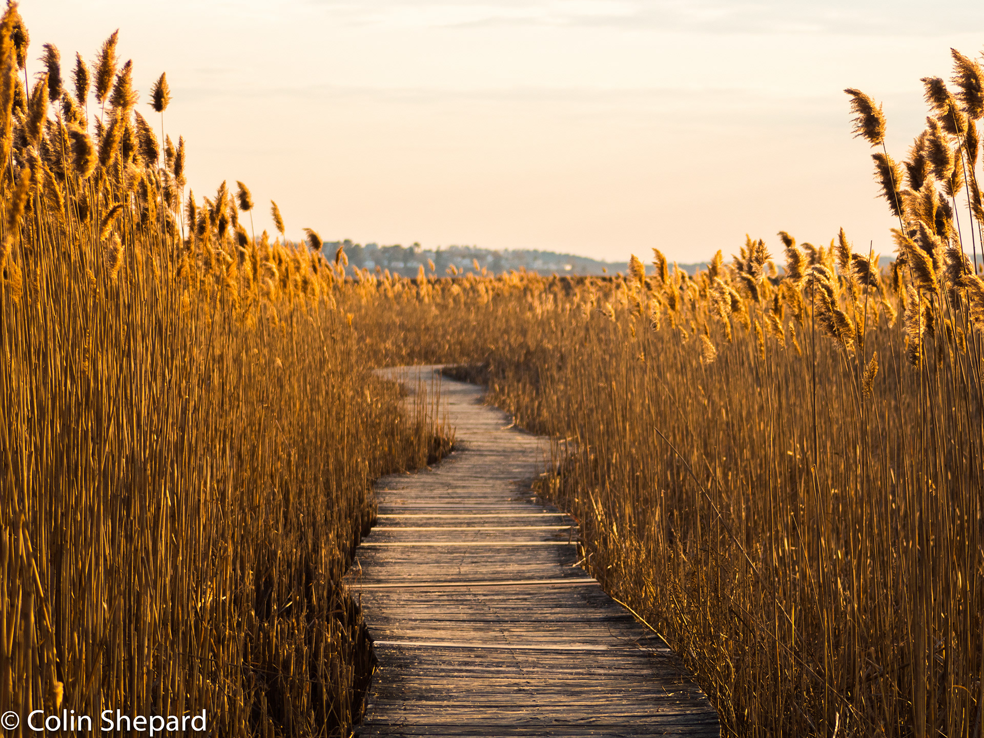 Colin Shepard - Photography Portfolio
