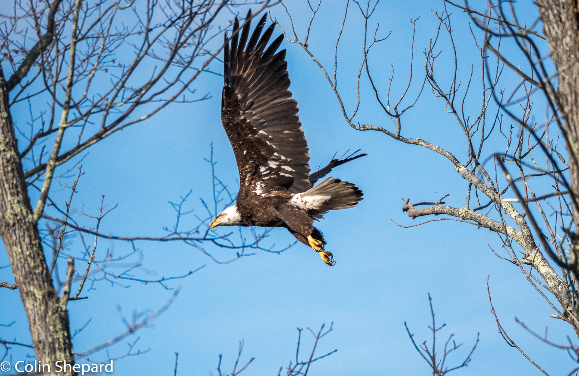 Colin Shepard - Photography Portfolio