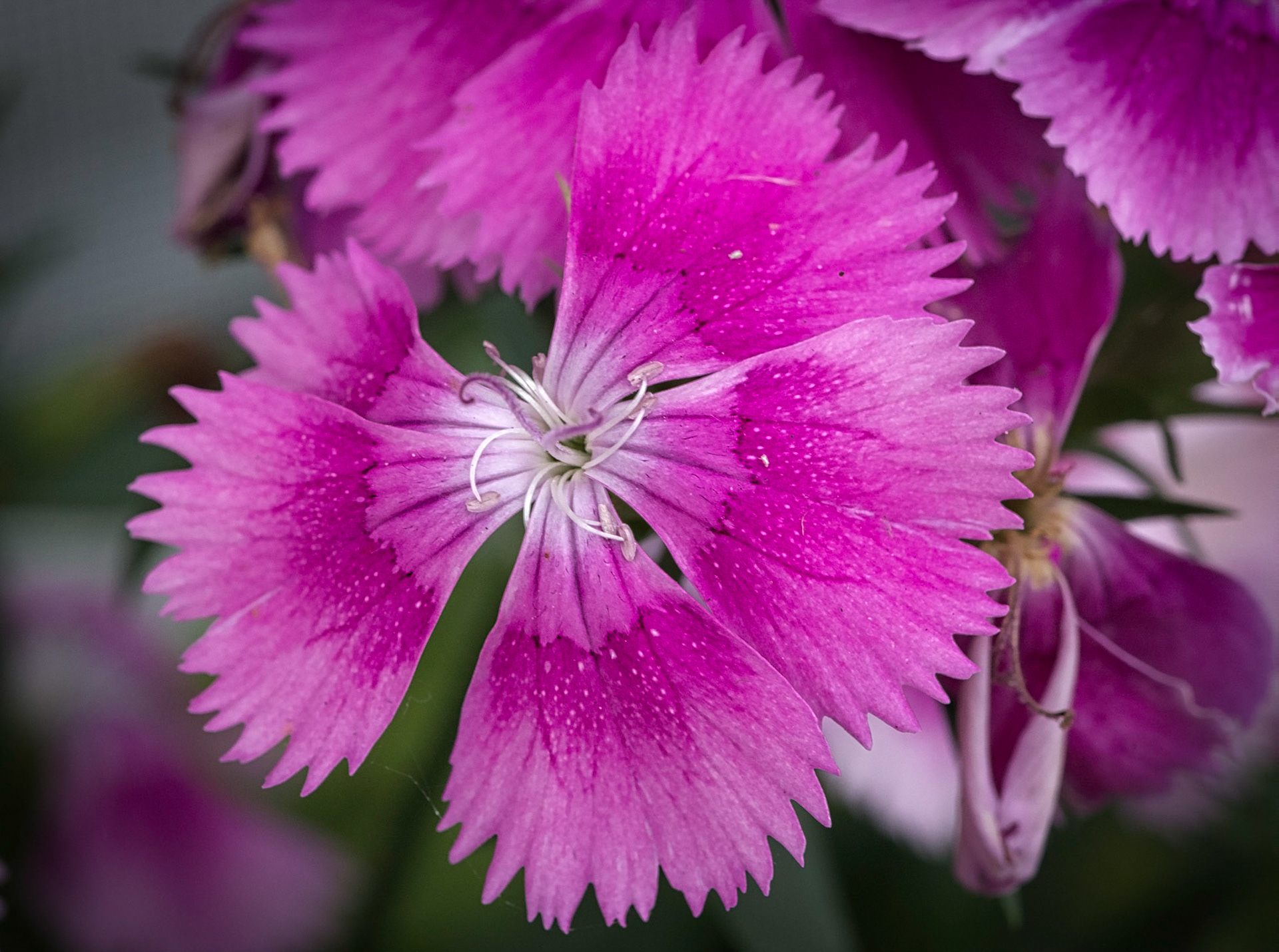 Stuart Schaefer - Flowers Gallery