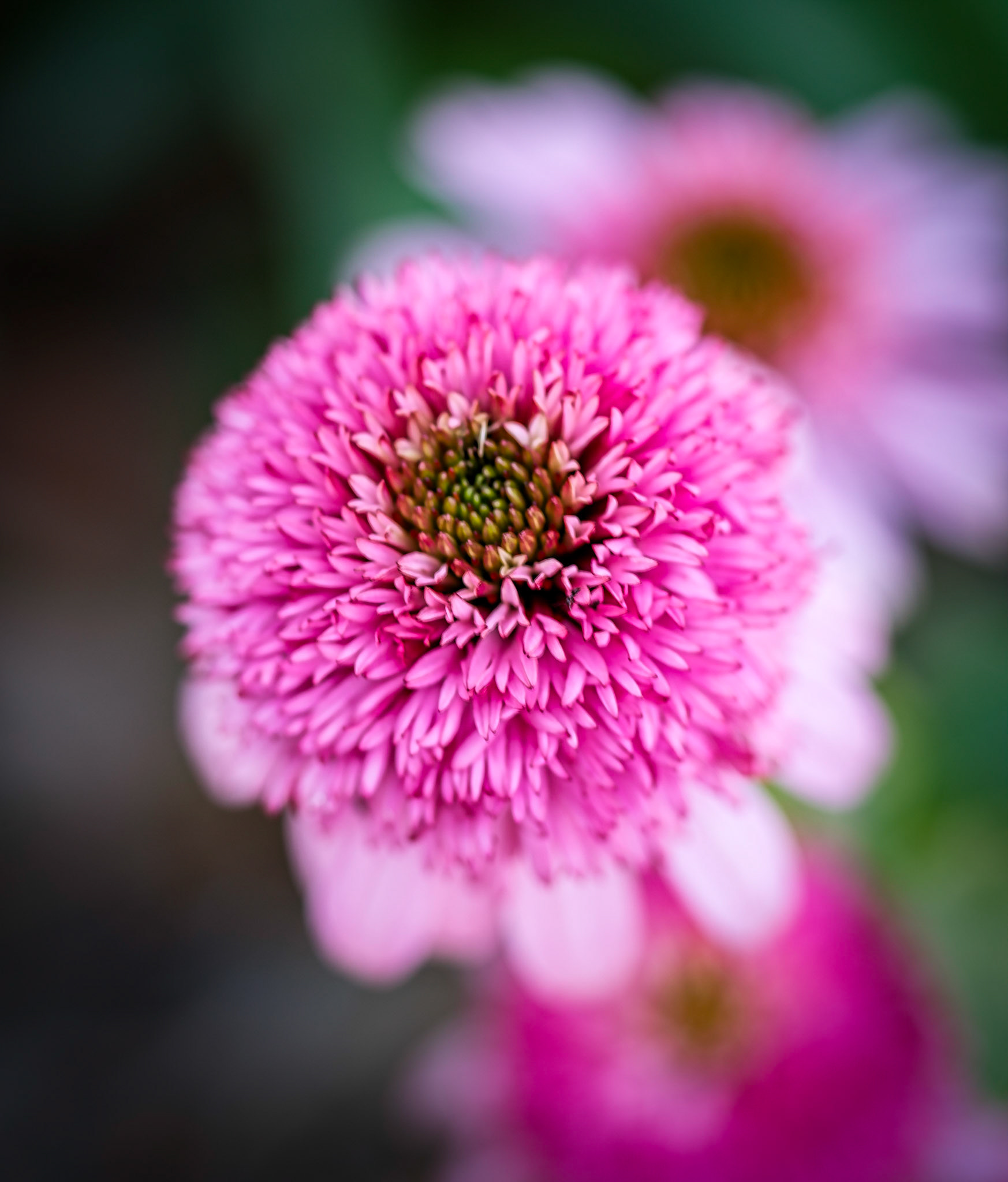 Stuart Schaefer - Flowers Gallery