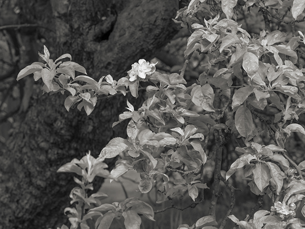 Terence Lane Contemporary Landscape Photographer - Apple Tree