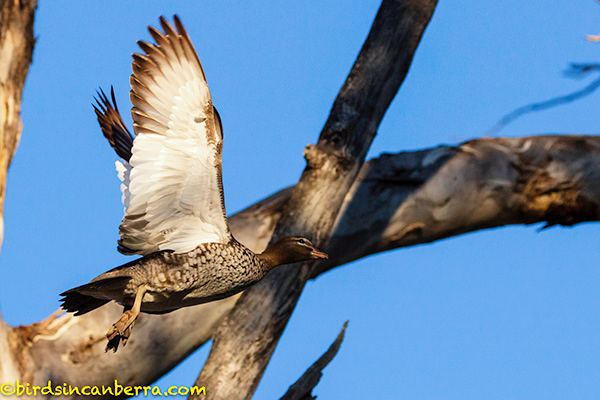 Birds in Canberra - Australian Ducks
