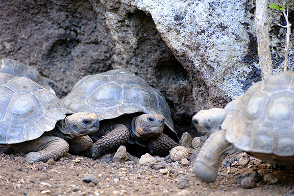 Jim Troyer - Galapagos and Ecuador 2023