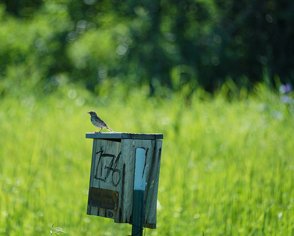 Christopher J. Taylor | Photography - Fauna