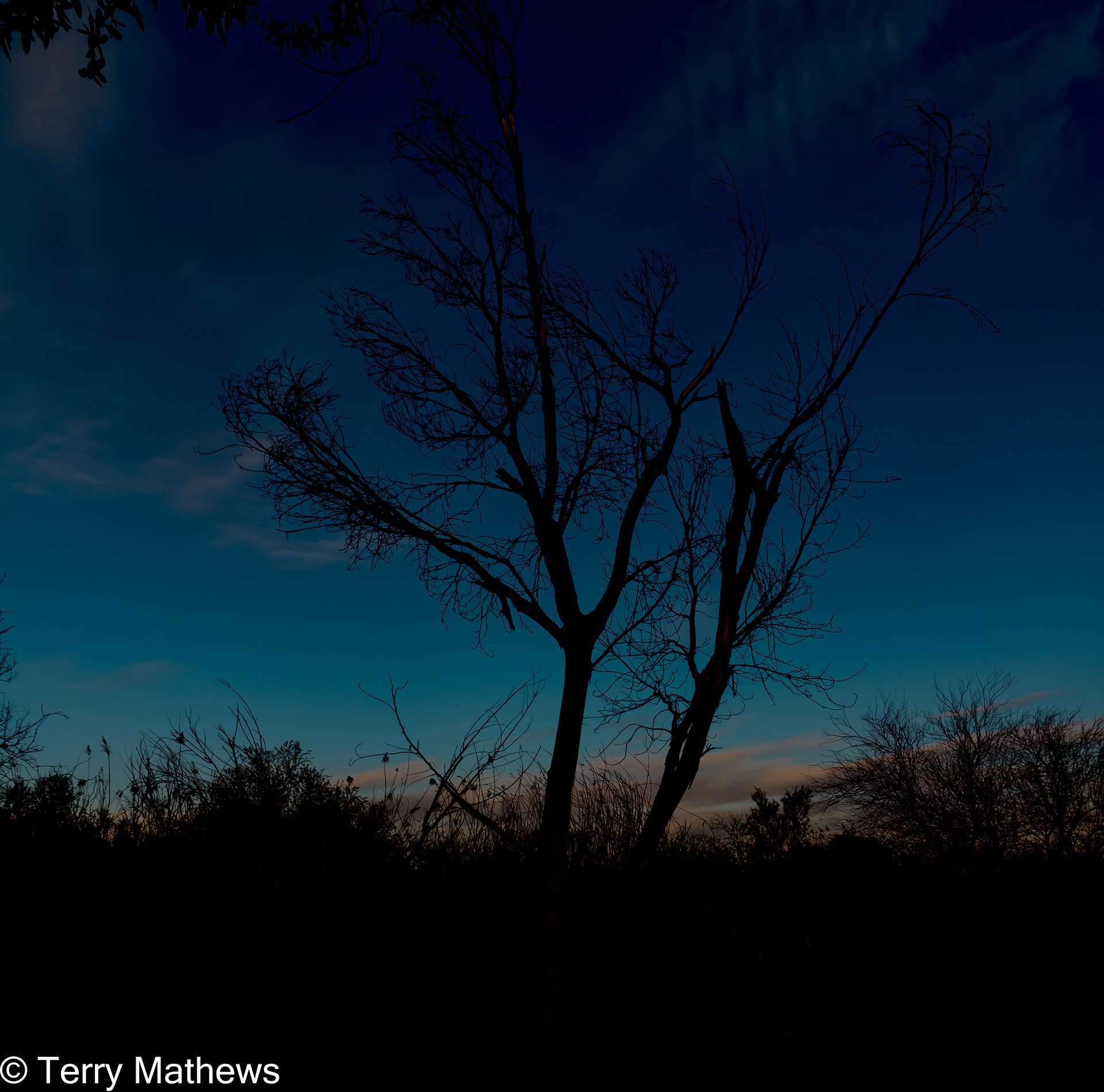 Terry Mathews