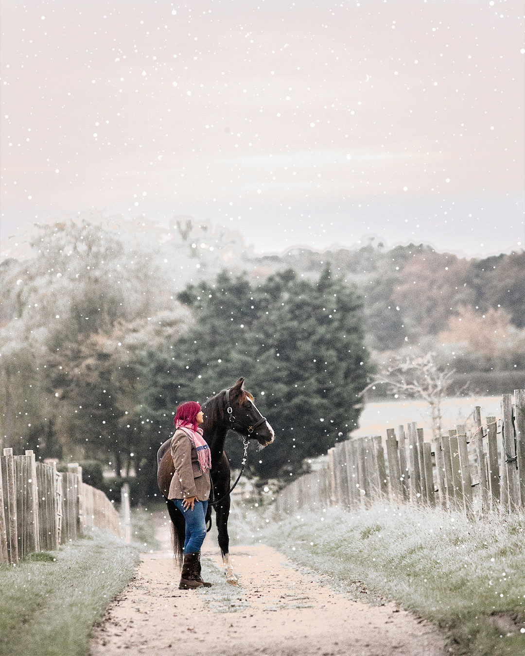 Stable Studio - Equine Photography by Gabriella Nagy - Portfolio