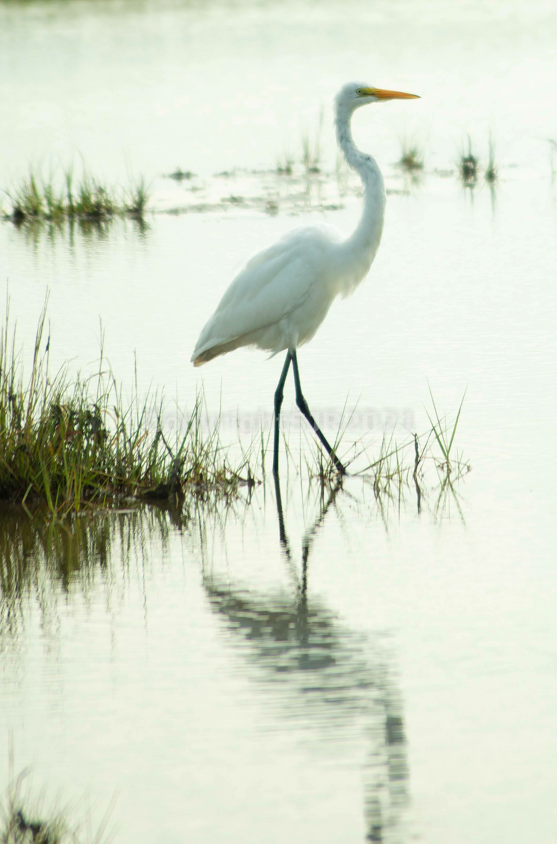 Steve Ryder - Color Images