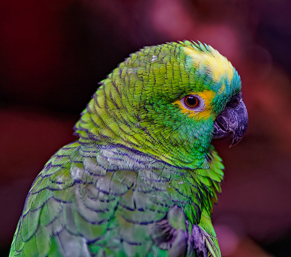 patrick gerber photography - A N I M A L S