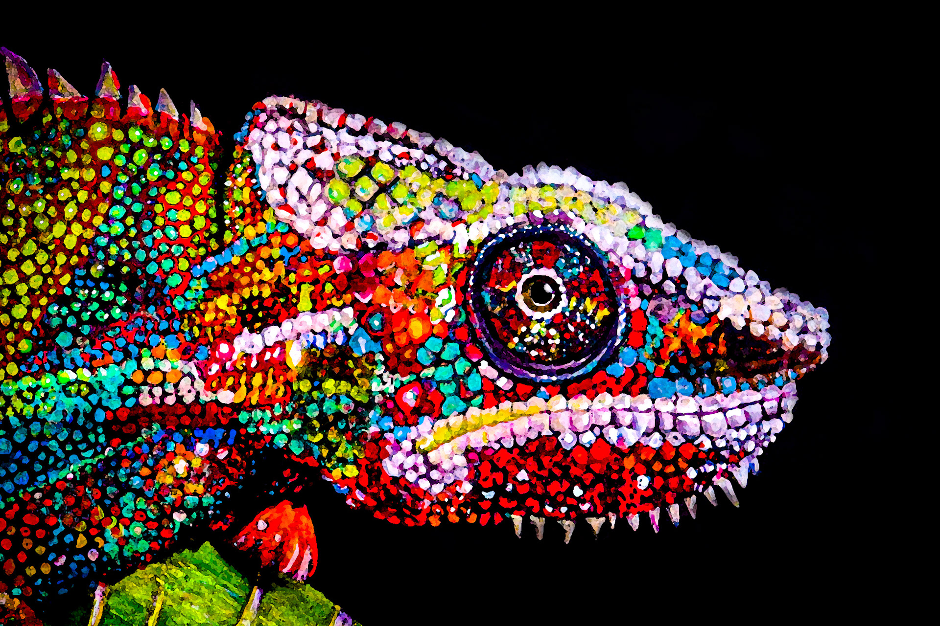 Paula Adkins - Chameleon