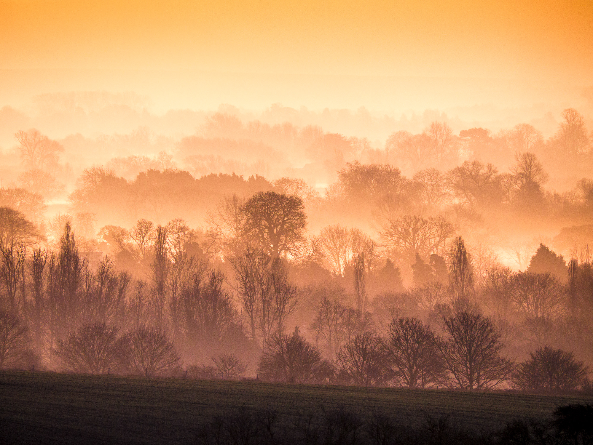 Gabriel Hemery ~ Tree Photography