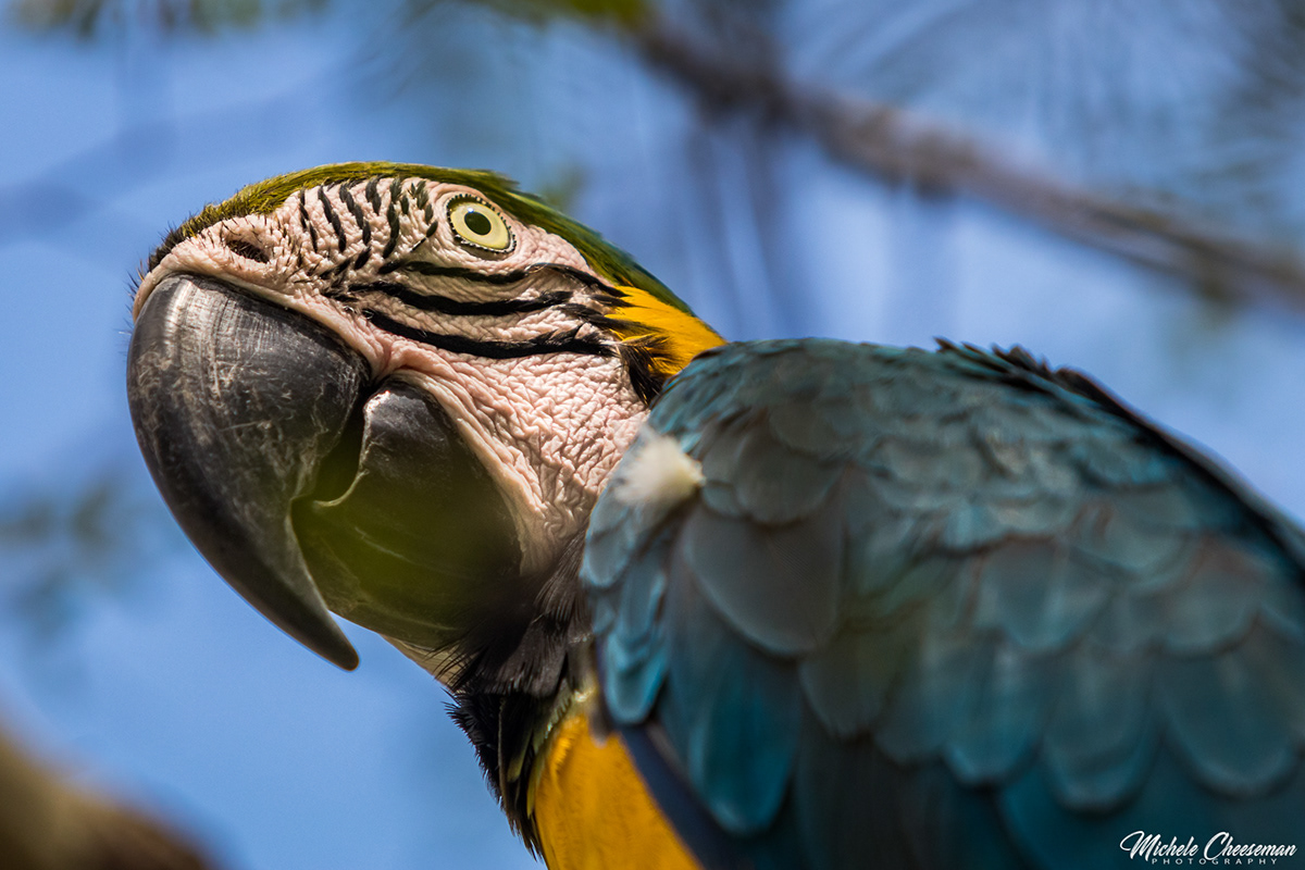 Michele Cheeseman - Costa Rica: Various Birds