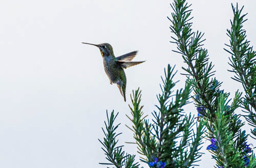 Jim's Flutter Shutter - Hummingbirds