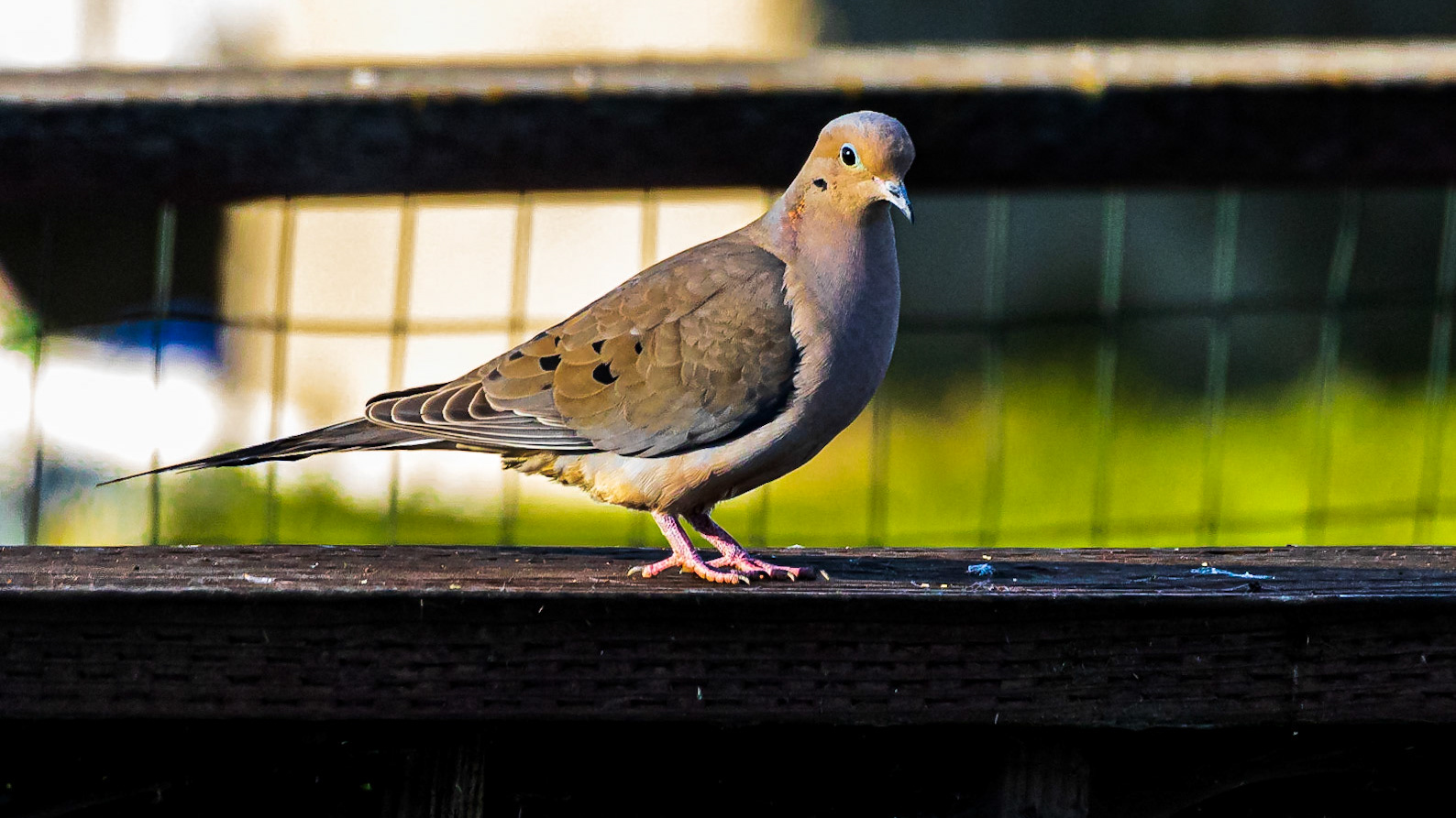 Jim's Flutter Shutter - Doves Jim's Flutter Shutter - Doves