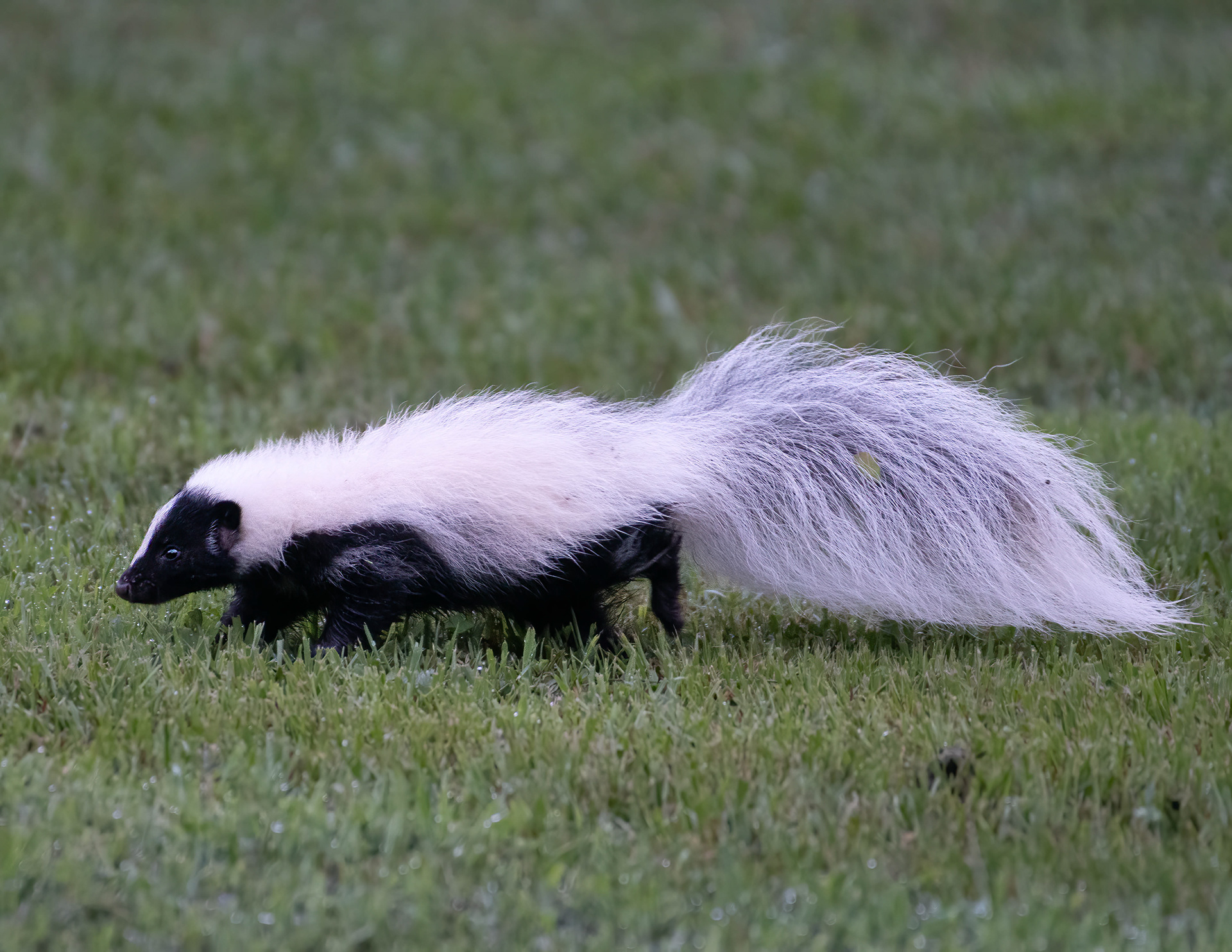 Mostly Feathers - Freshest birds