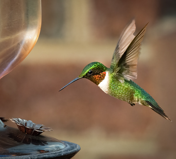 Mostly Feathers - Hummingbirds