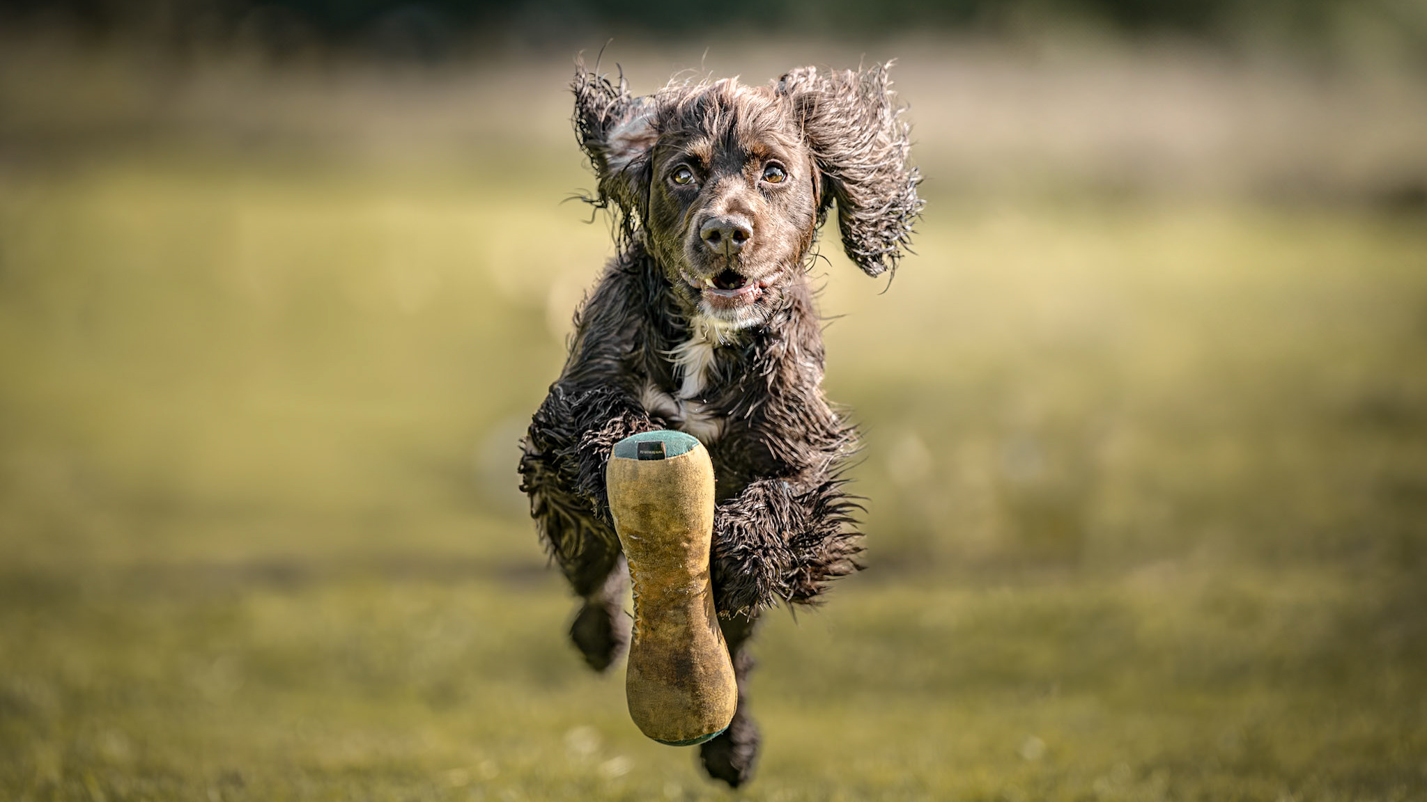 Lee Pullen Photography - PORTFOLIO / Dogs