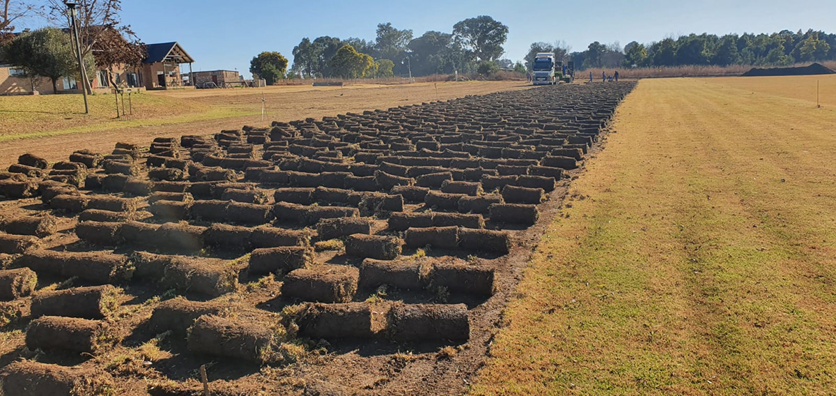 Rayton Lawn - Kikuyu Instant Lawn