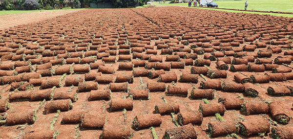 Rayton Lawn - Kikuyu Instant Lawn