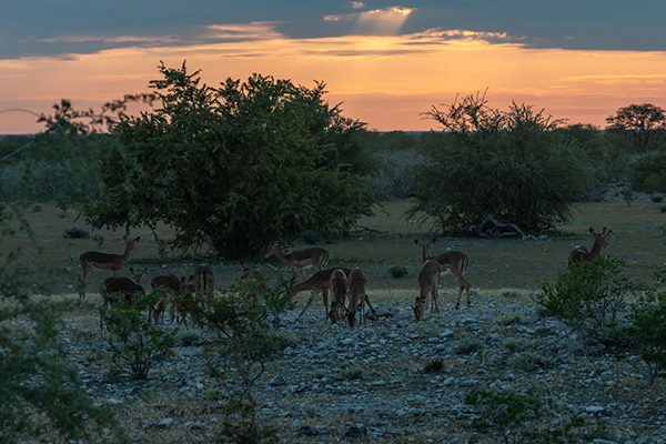 Creative Photography by Frank Schmielewski - Red Sand and Wild Animals