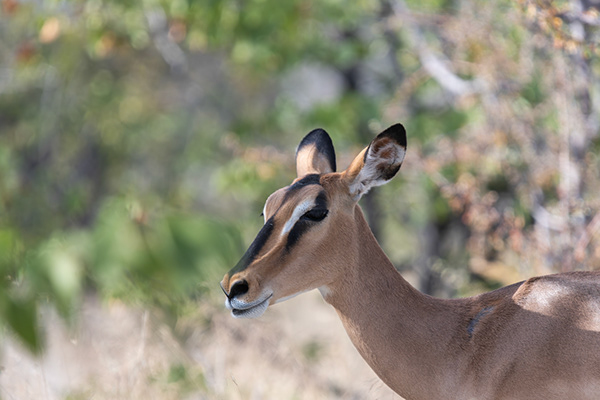 Creative Photography by Frank Schmielewski - Red Sand and Wild Animals