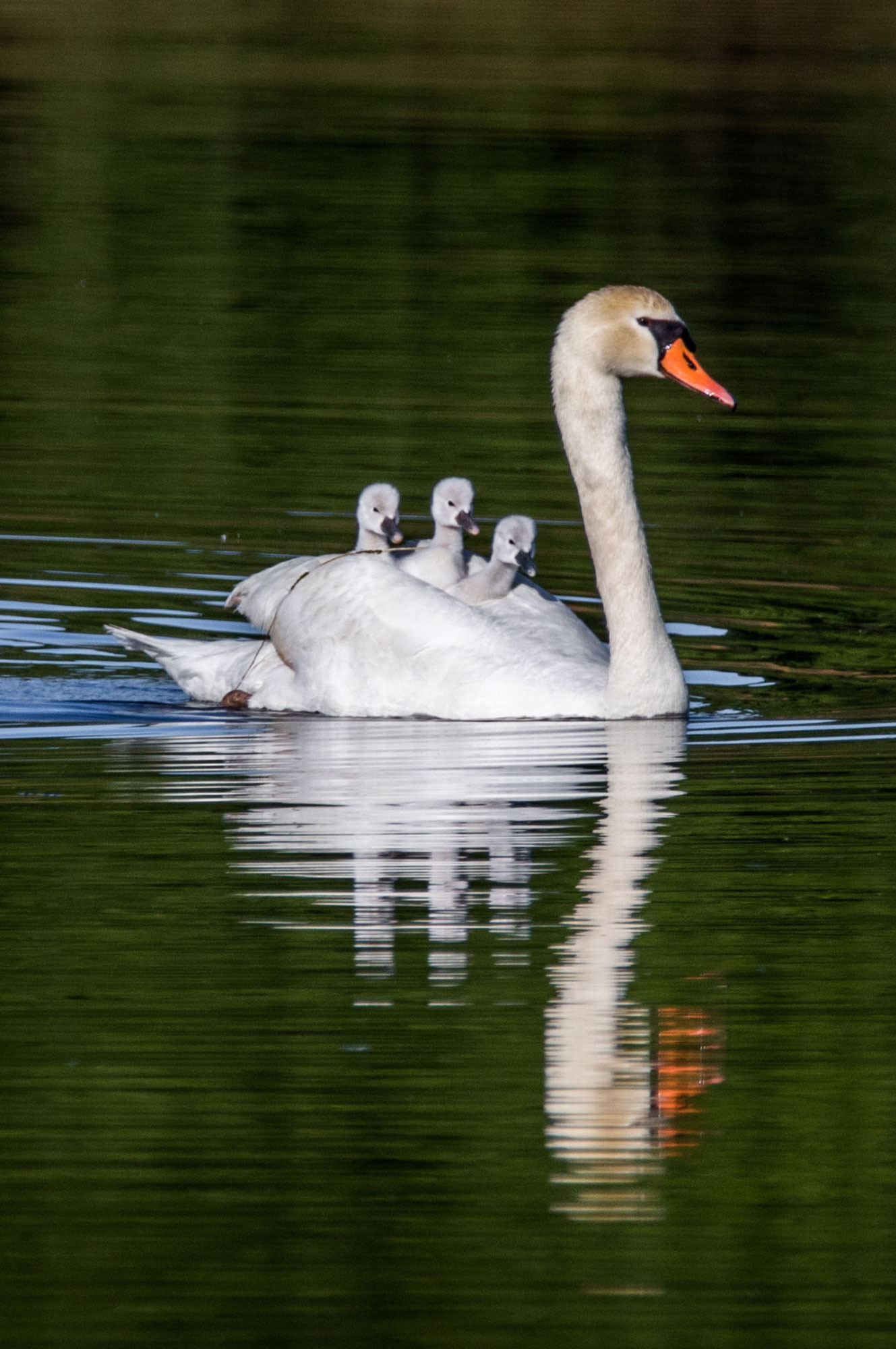 Paul Cockrell - Wildlife Images
