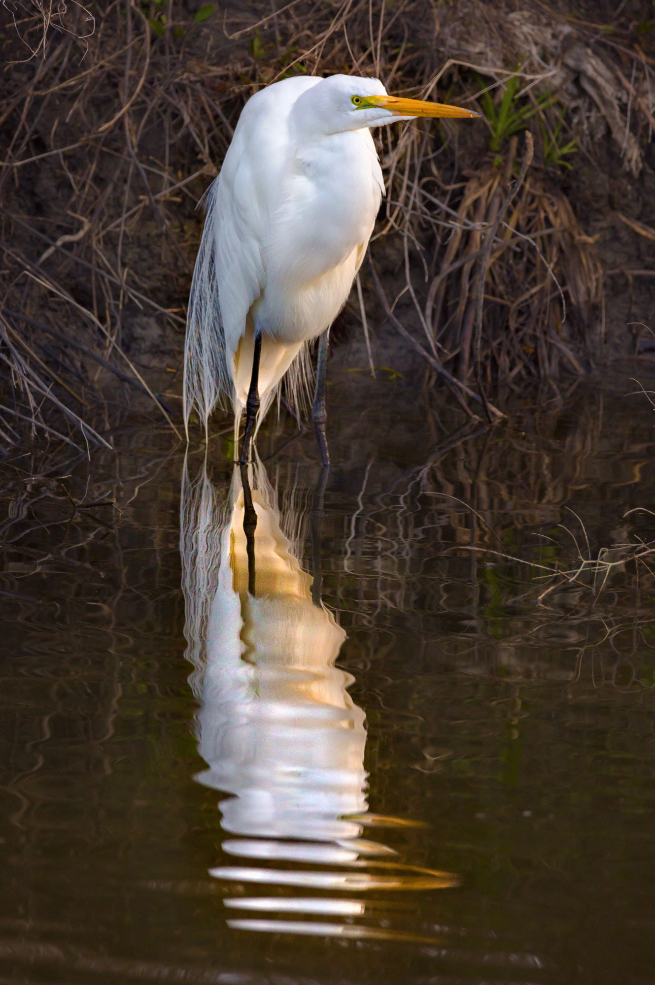 Paul Cockrell - Wildlife Images