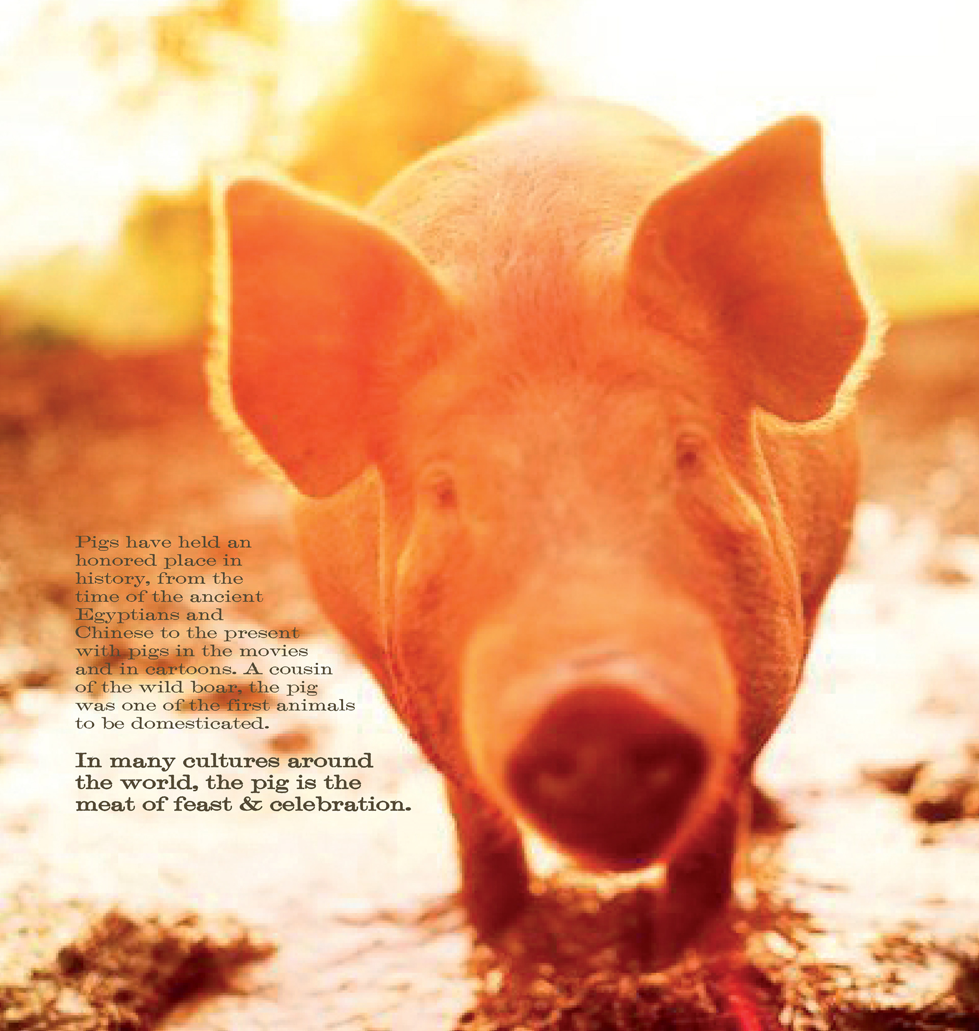 Threedotsperinch - Humble Pig Book Concept
