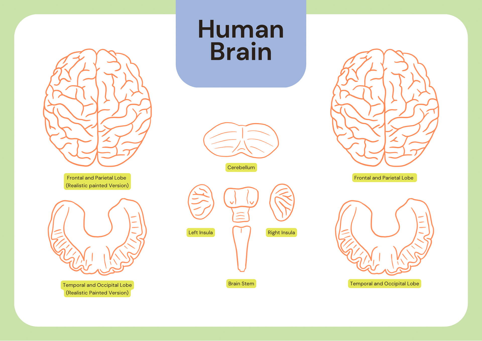 Bhuryhn - Human Brain Puzzle Model