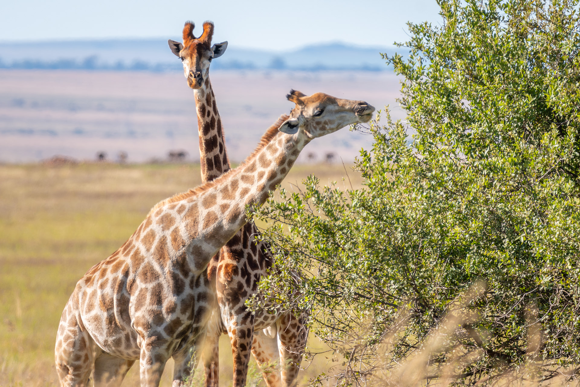 Wild Shot Photography - Mammals