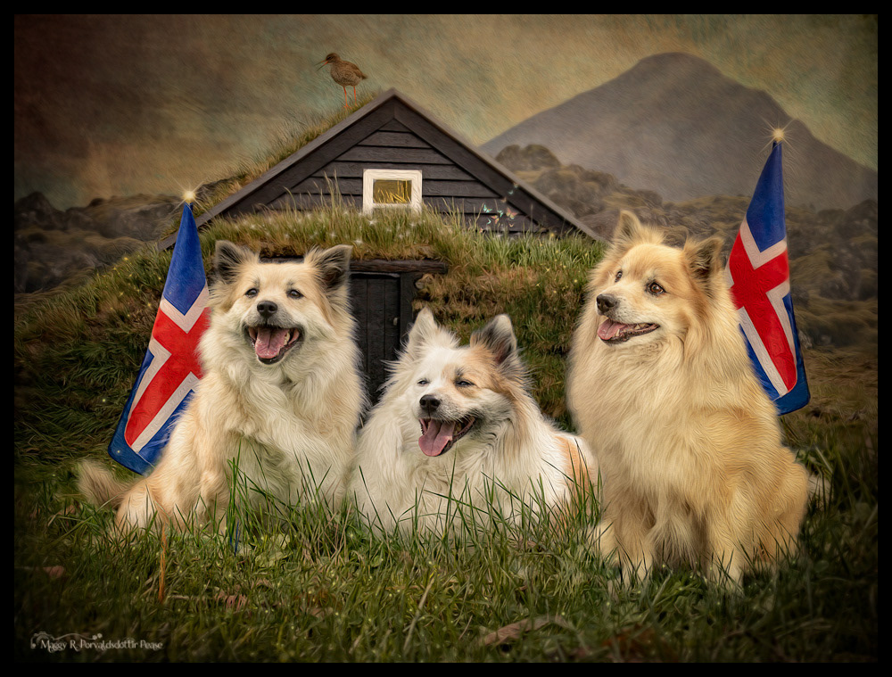 Nylendu Icelandic Sheepdogs