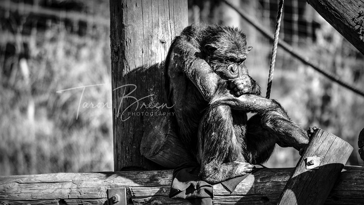 Taron Breen - ANIMALS